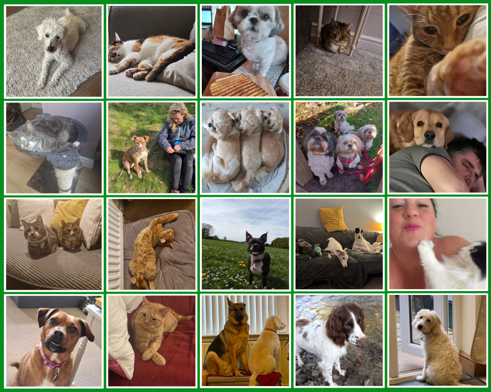 National Pet Month » Next Step Independence